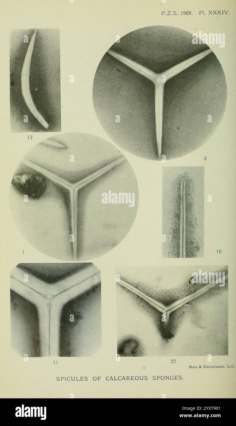 Sponge skeletal elements hi-res stock photography and images - Alamy