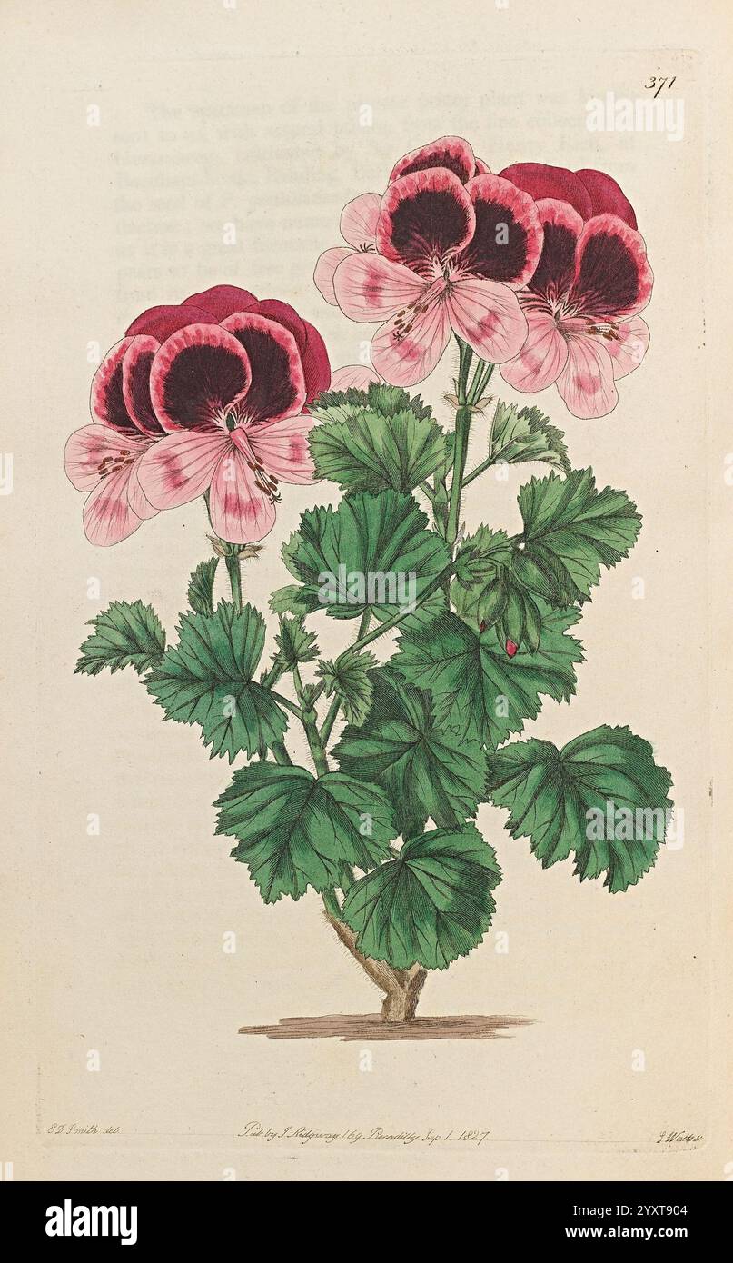 Geraniaceae, London, Printed for James Ridgway, Piccadilly, 1820-1830 ...