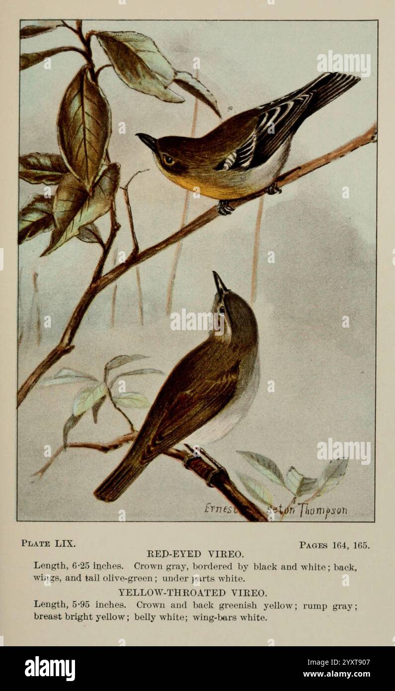 Bird features olive green wings hi-res stock photography and images - Alamy