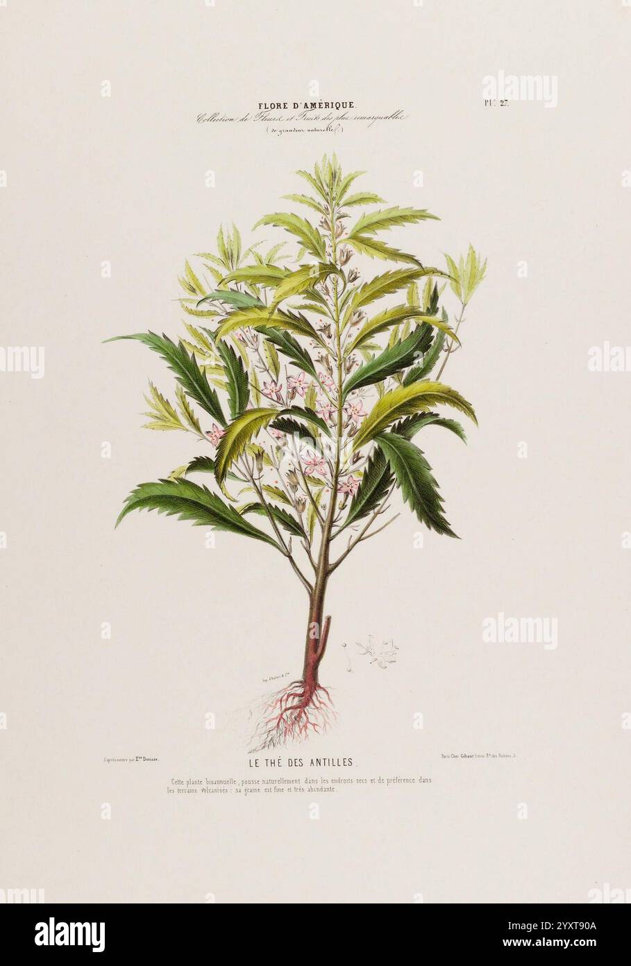 Plants root system showcases hi-res stock photography and images - Alamy