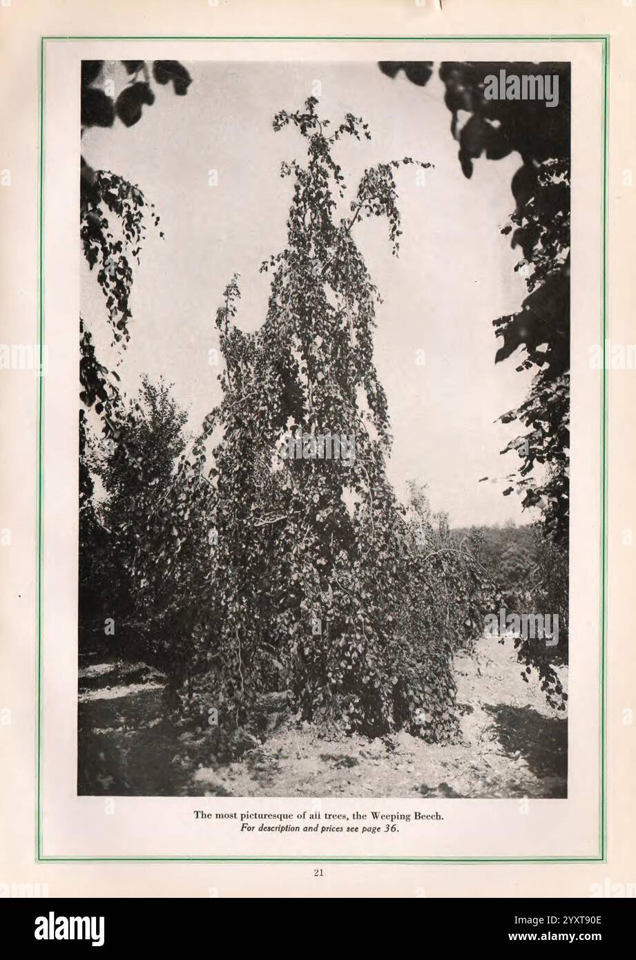 Catalogs appeal hi-res stock photography and images - Alamy