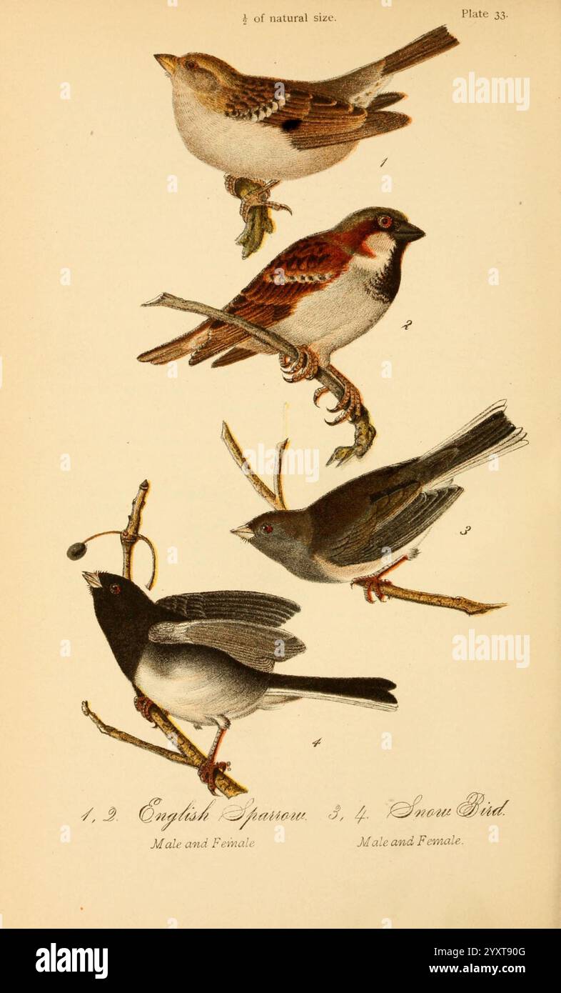 Female sparrow characteristics hi-res stock photography and images - Alamy