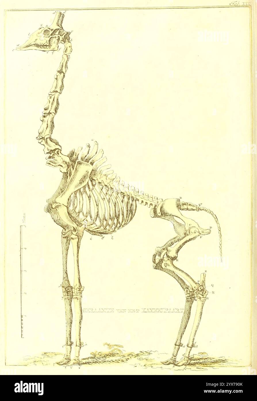 Giraffes skeletal adaptations hi-res stock photography and images - Alamy