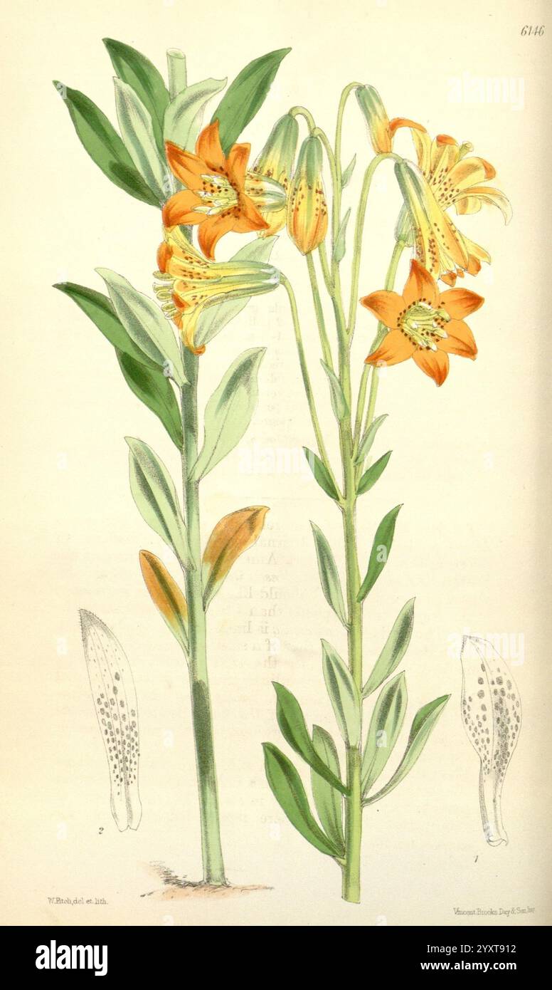 Curtis's Botanical Magazine London New York Botanical Illustration ...