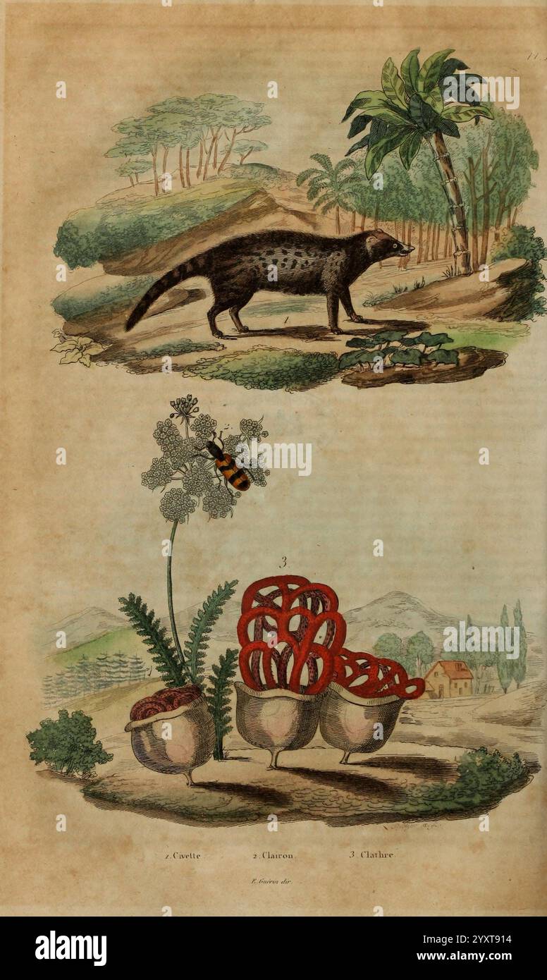 Symbolizing local botanical resources hi-res stock photography and ...