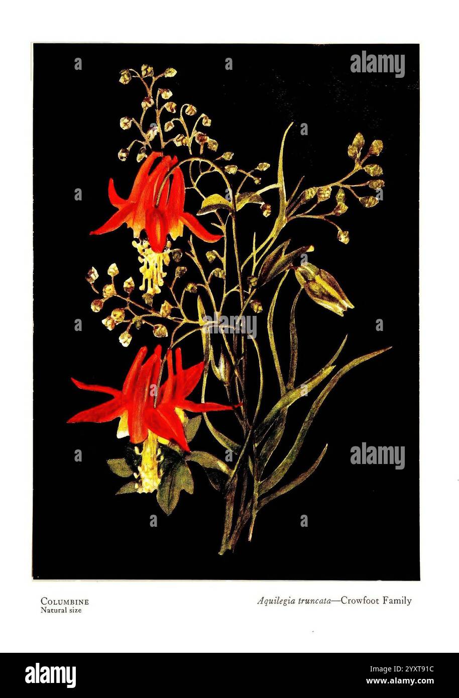 Vibrant forms striking Cut Out Stock Images & Pictures - Alamy