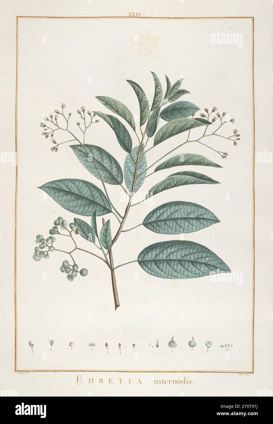 Ehretia intermedia plant hi-res stock photography and images - Alamy