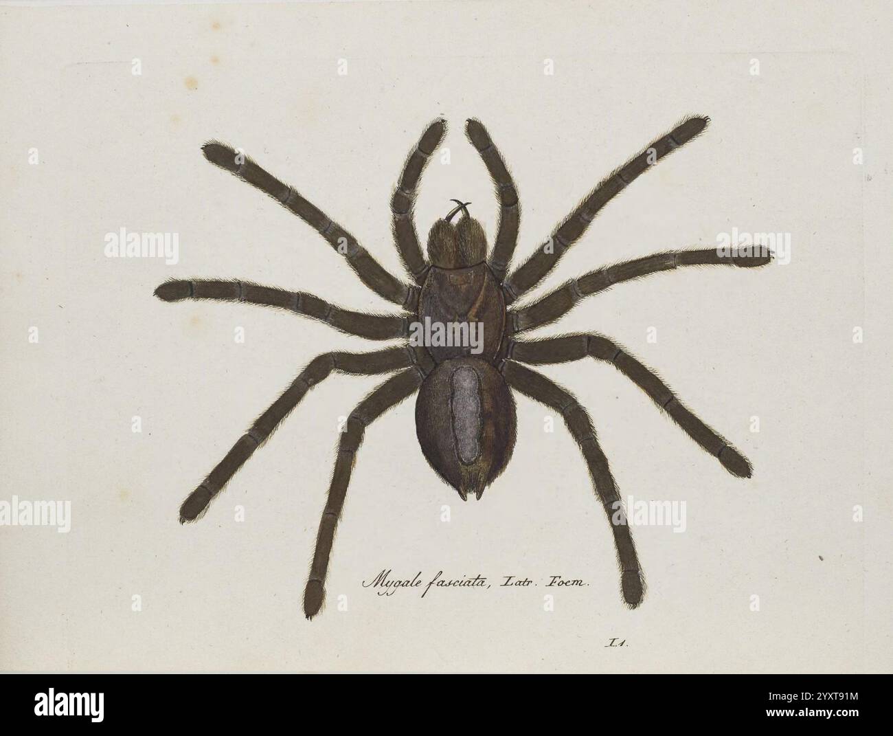Monographia Aranearum, Monographie der Spinnen, Nurnberg, Lechner, 182 ...