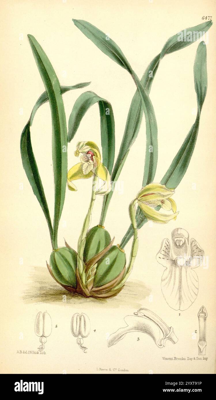 Curtis's botanical magazine London New York botanical illustration ...