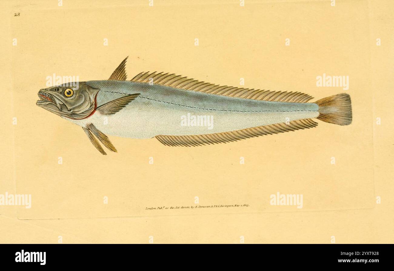 The natural history of British fishes, London, Printed for the author ...