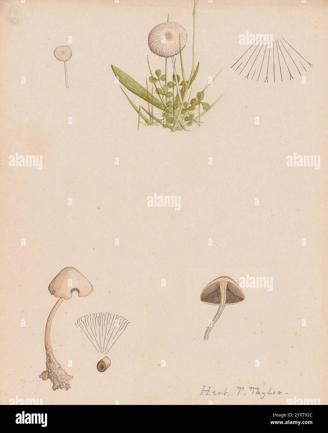 Prominent mushroom displays hi-res stock photography and images - Alamy