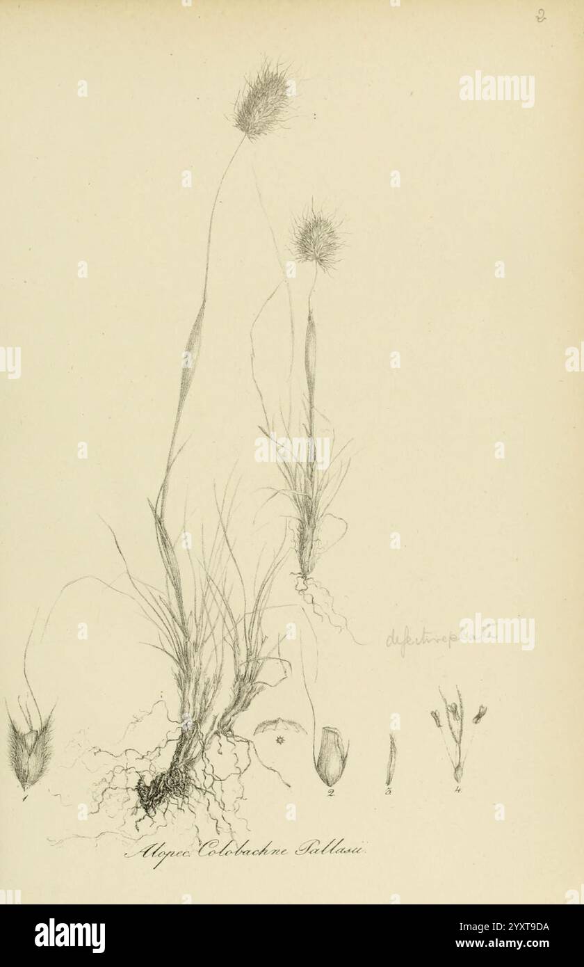 Wispy inflorescences hi-res stock photography and images - Alamy