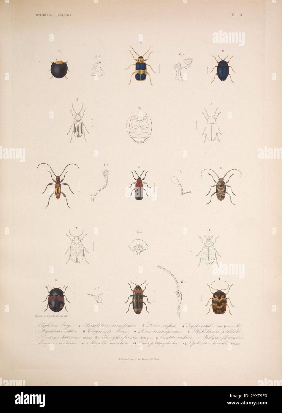 Lina cruentipennis hi-res stock photography and images - Alamy