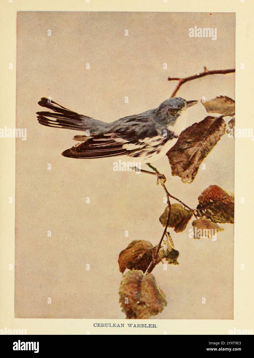 Birds of lakeside and prairie, Chicago, A.W. Mumford [1901], bird ...