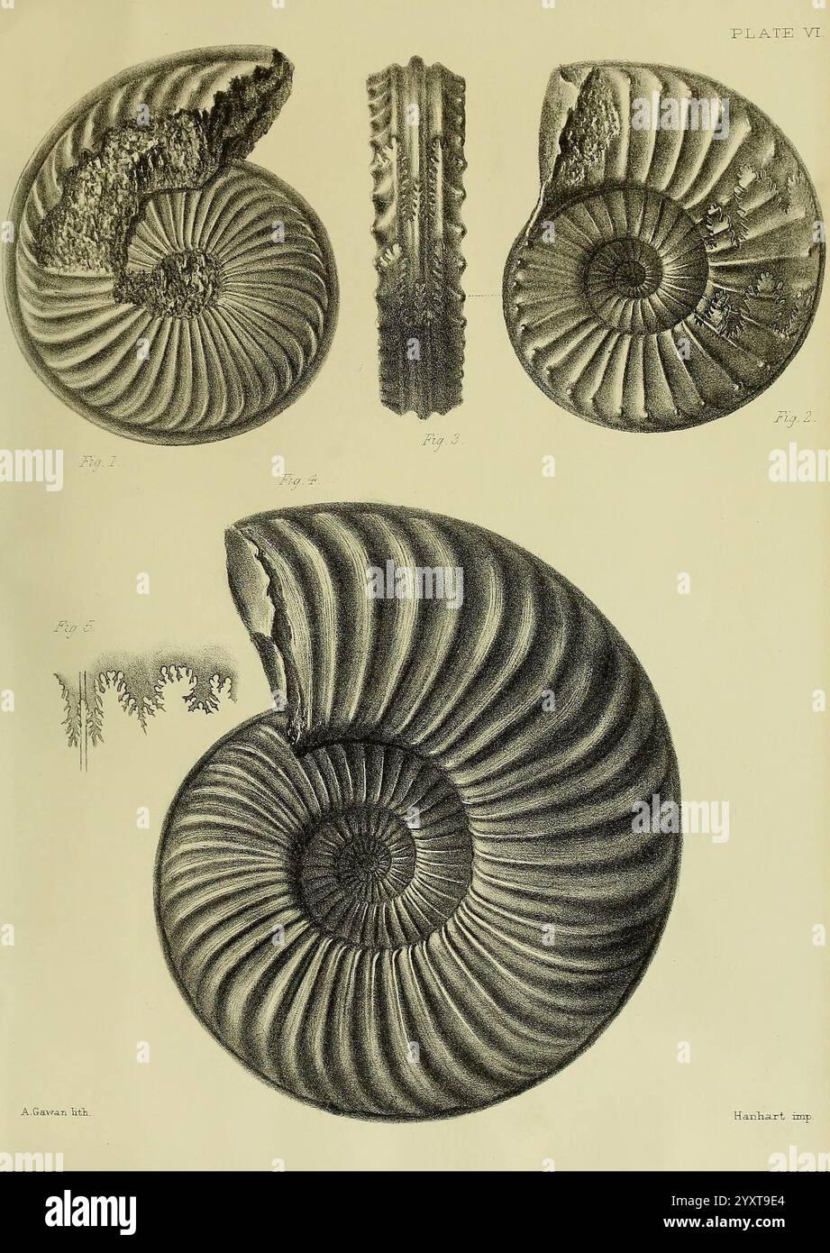 Detailed features of ammonite fossils hi-res stock photography and ...