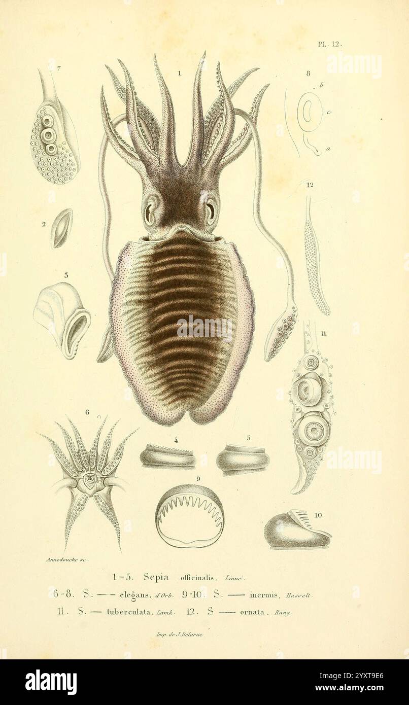 Cuttlefish physiology hi-res stock photography and images - Alamy