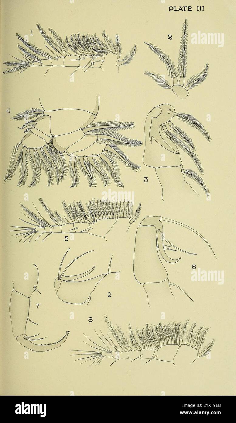 The, British, parasitic, Copepoda, London, 1913, Great Britain ...