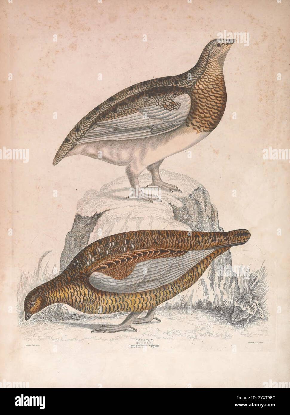 Illustrations of the game birds of North America Edinburgh Frazer & Co ...