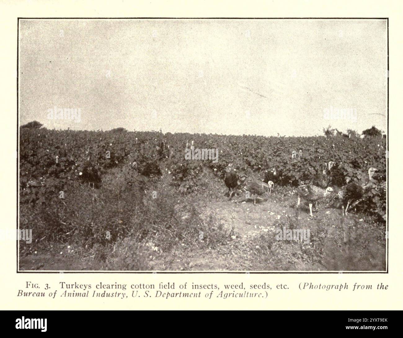 Turkey raising New York, Orange Judd publishing company, 1922, turkeys ...