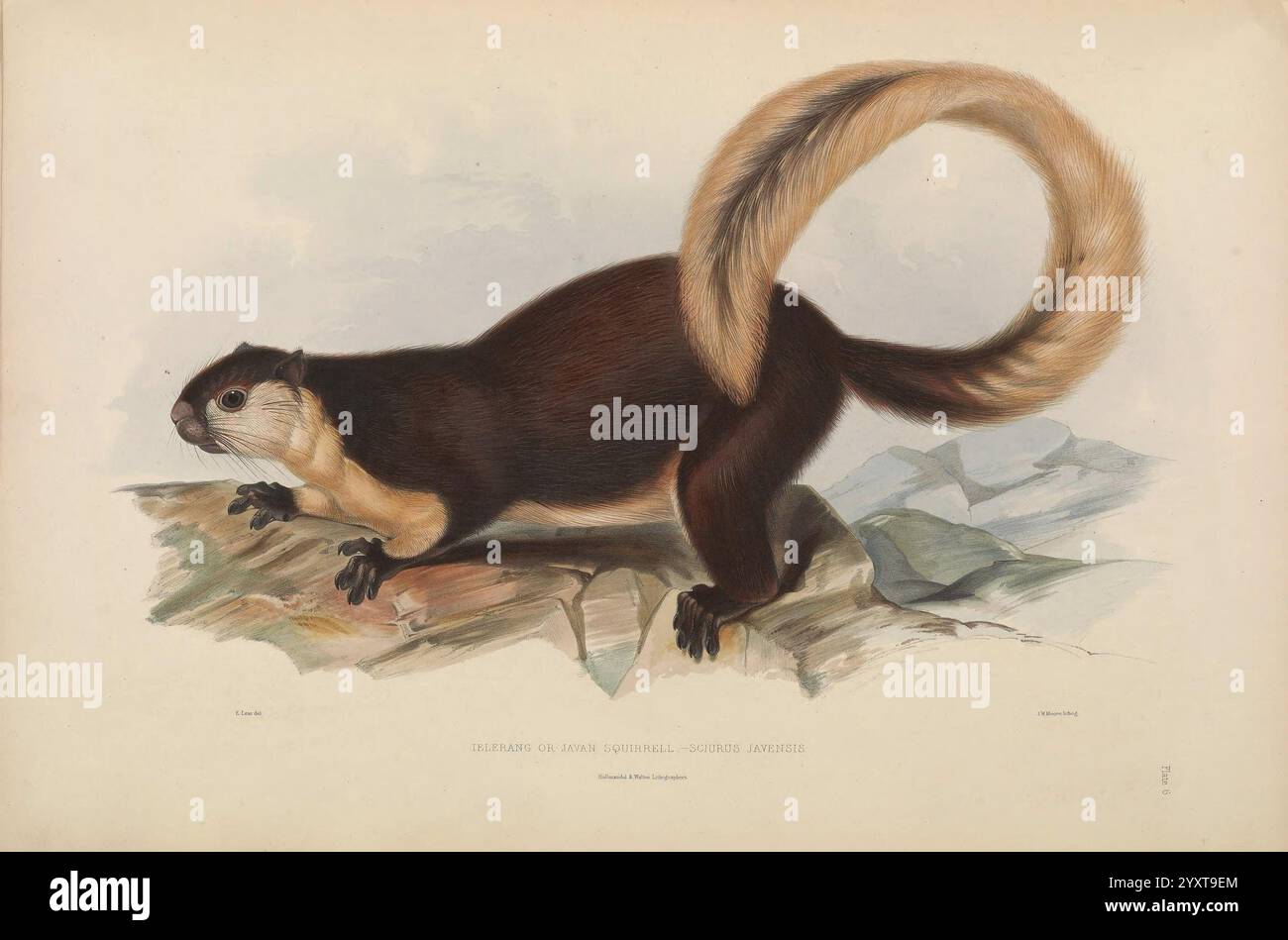 Gleanings from the menagerie and aviary at Knowsley Hall, Knowsley ...