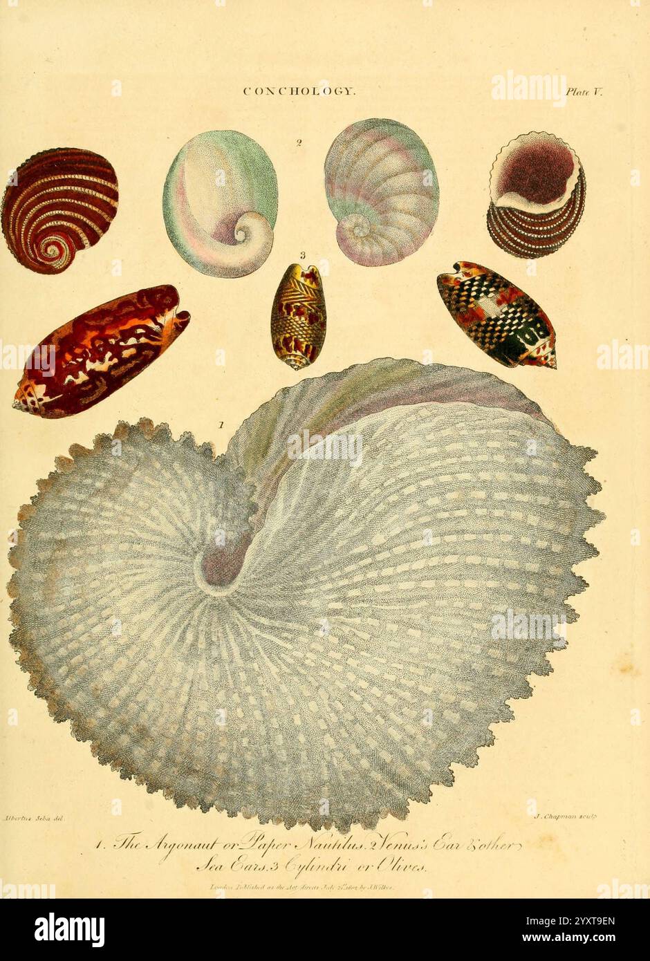 Venuss ear hi-res stock photography and images - Alamy