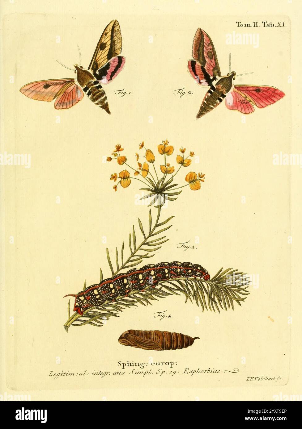 Two vibrant adult butterflies hi-res stock photography and images - Alamy