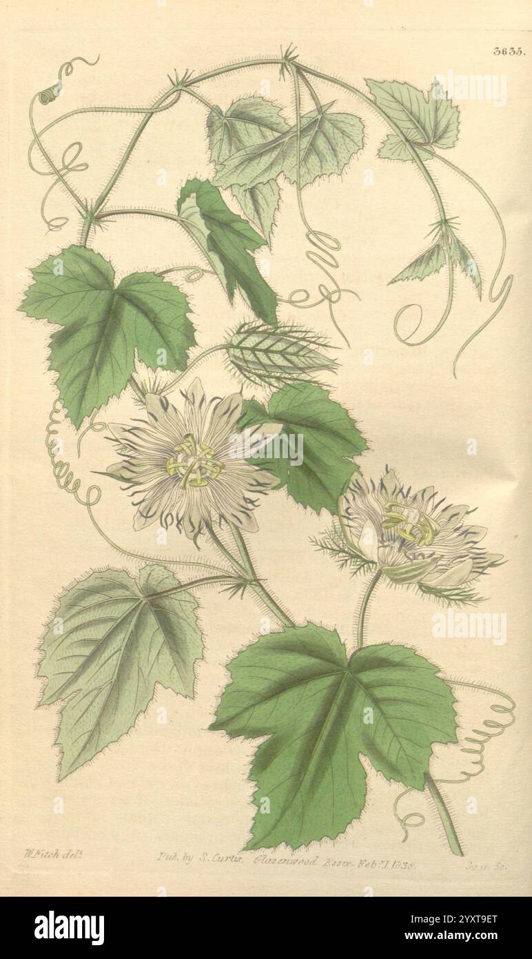 Vine exhibits thin hi-res stock photography and images - Alamy