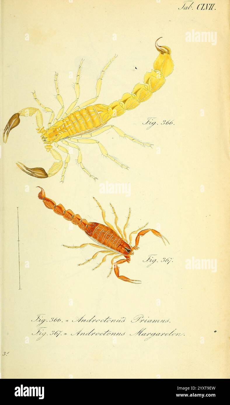 Ambysteronia species hi-res stock photography and images - Alamy