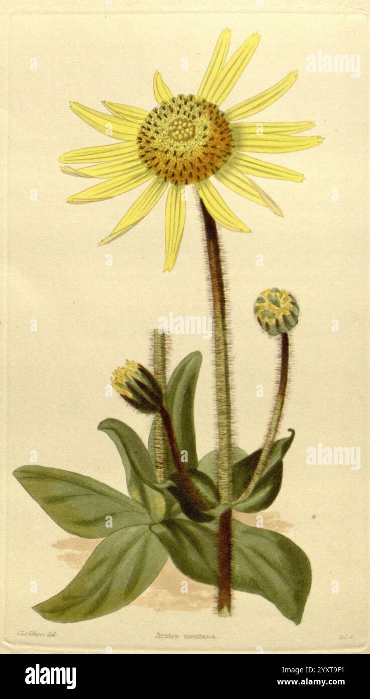 The, botanical, cabinet, London, John, and, Arthur, Arch, 1817-1833 ...