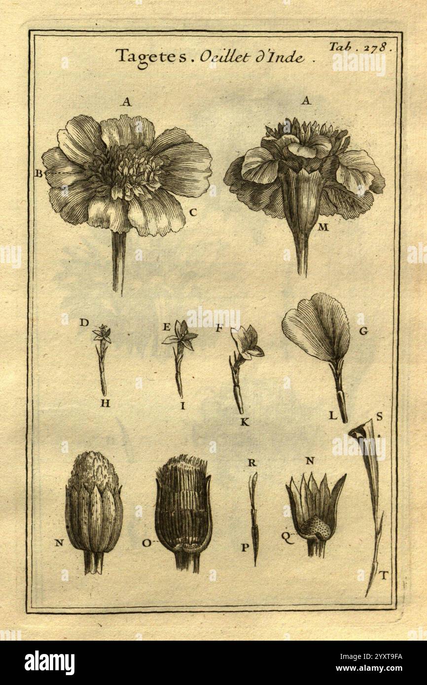 Leaf forms labeled hi-res stock photography and images - Alamy