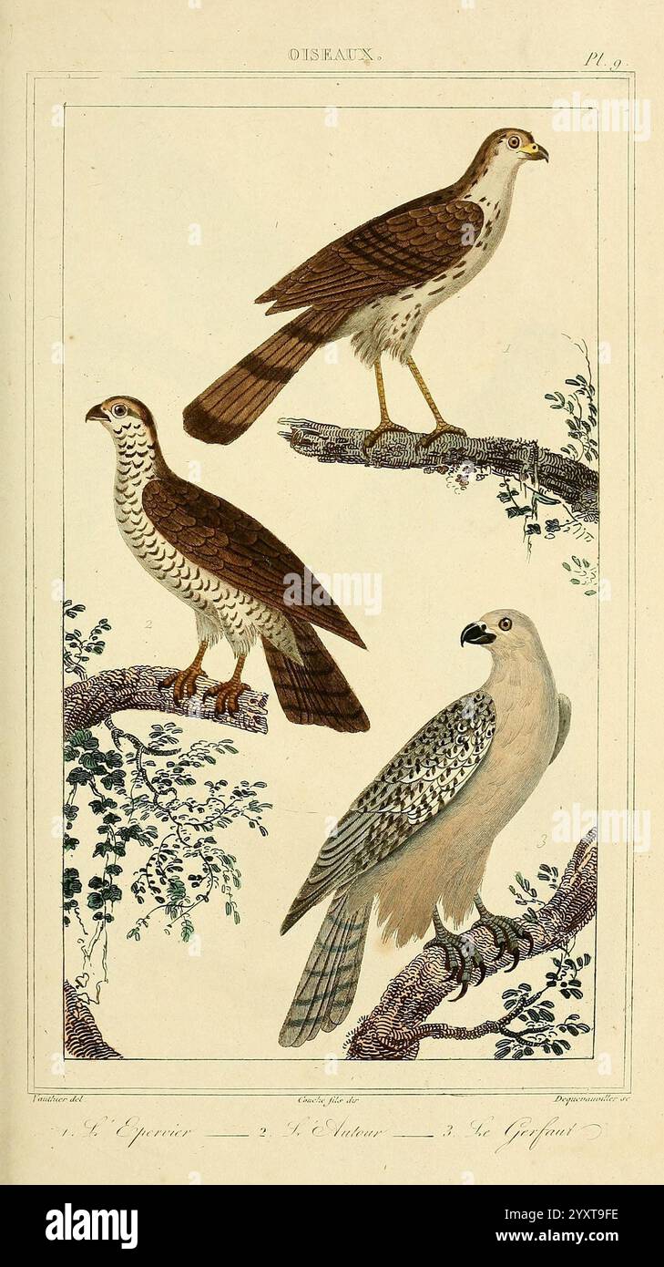 Bottom bird captivates hi-res stock photography and images - Alamy