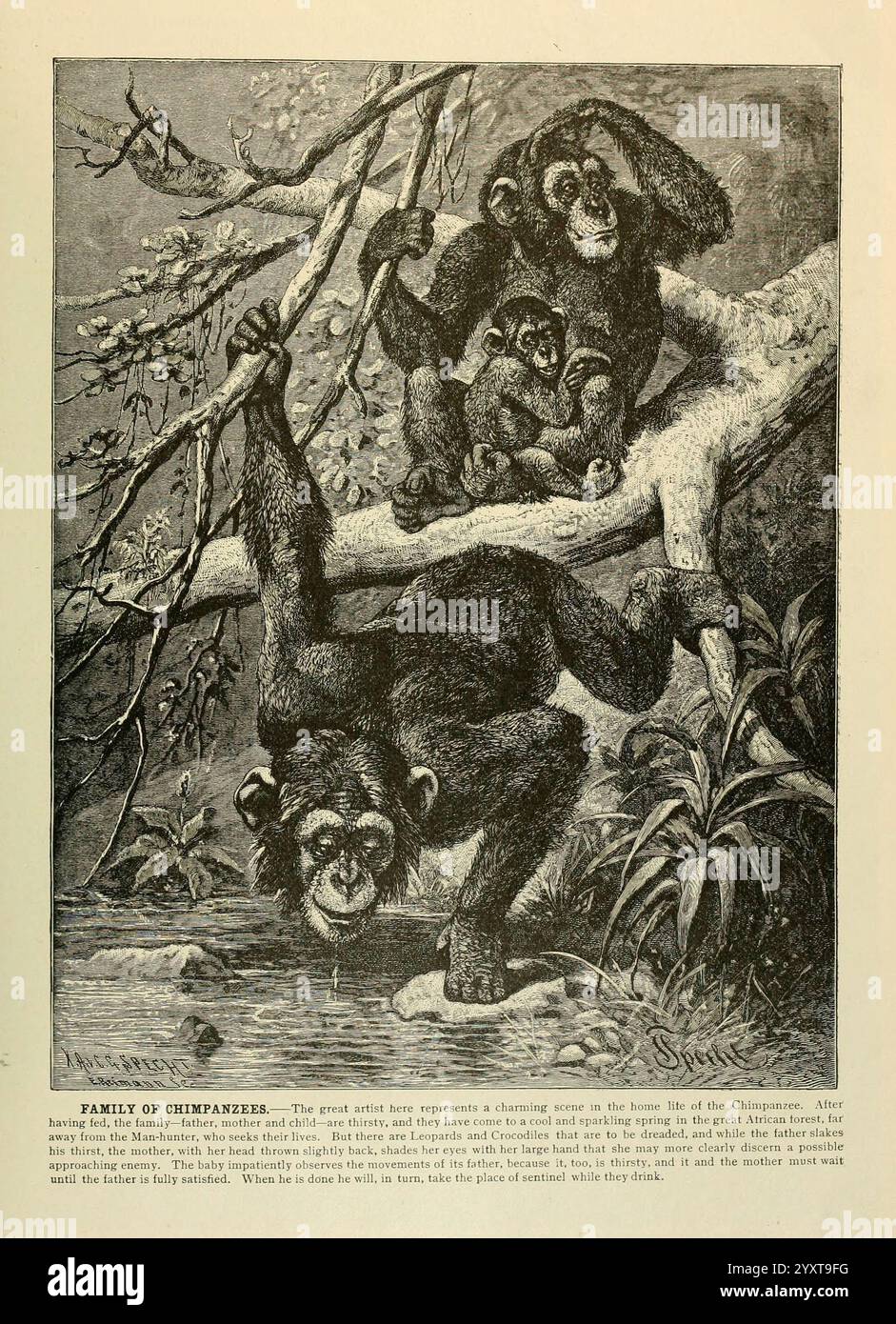 Brehm's Life of Animals, Volume 1, Mammalia Chicago, Marquis, 1895 ...