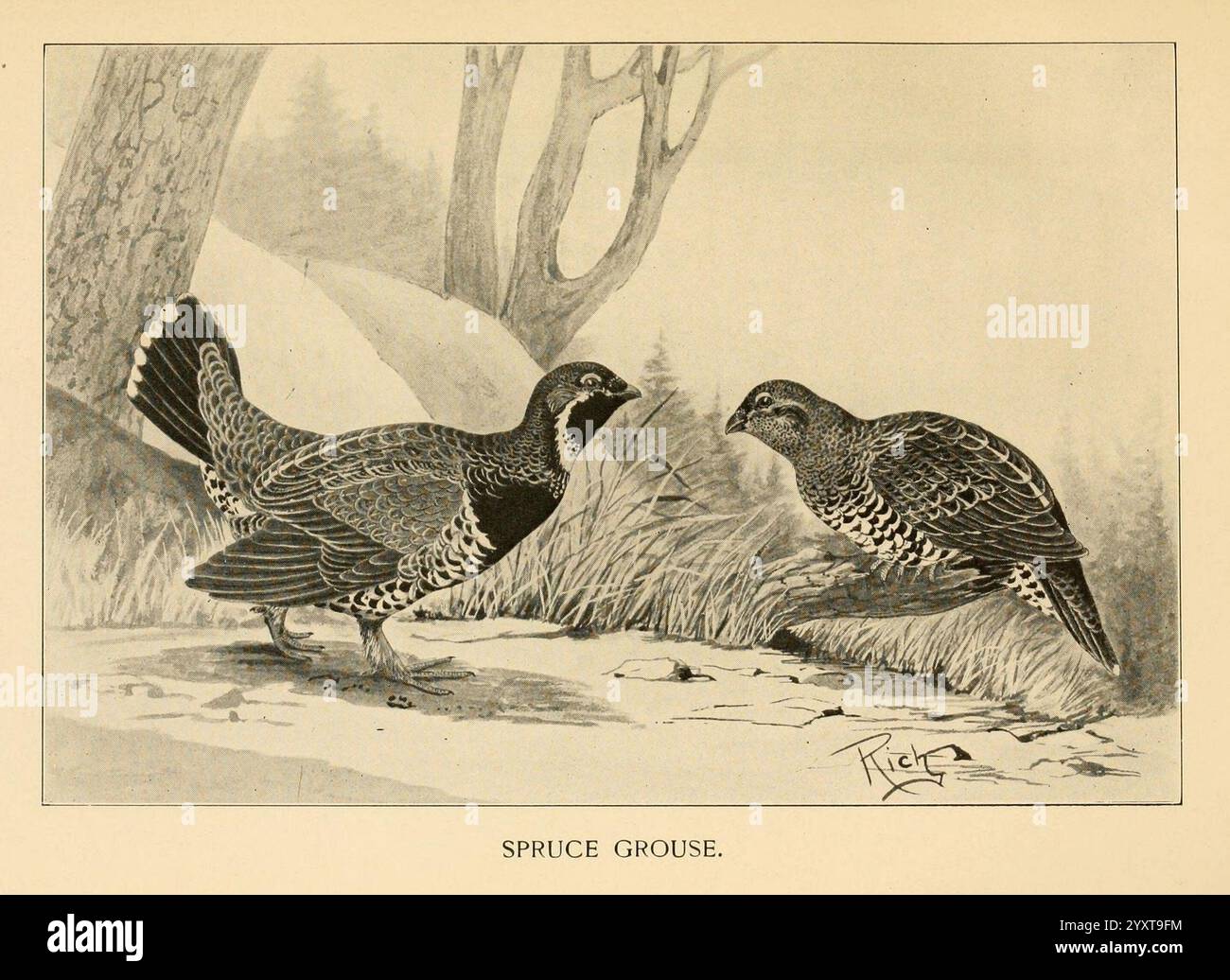 Grouse faces hi-res stock photography and images - Alamy