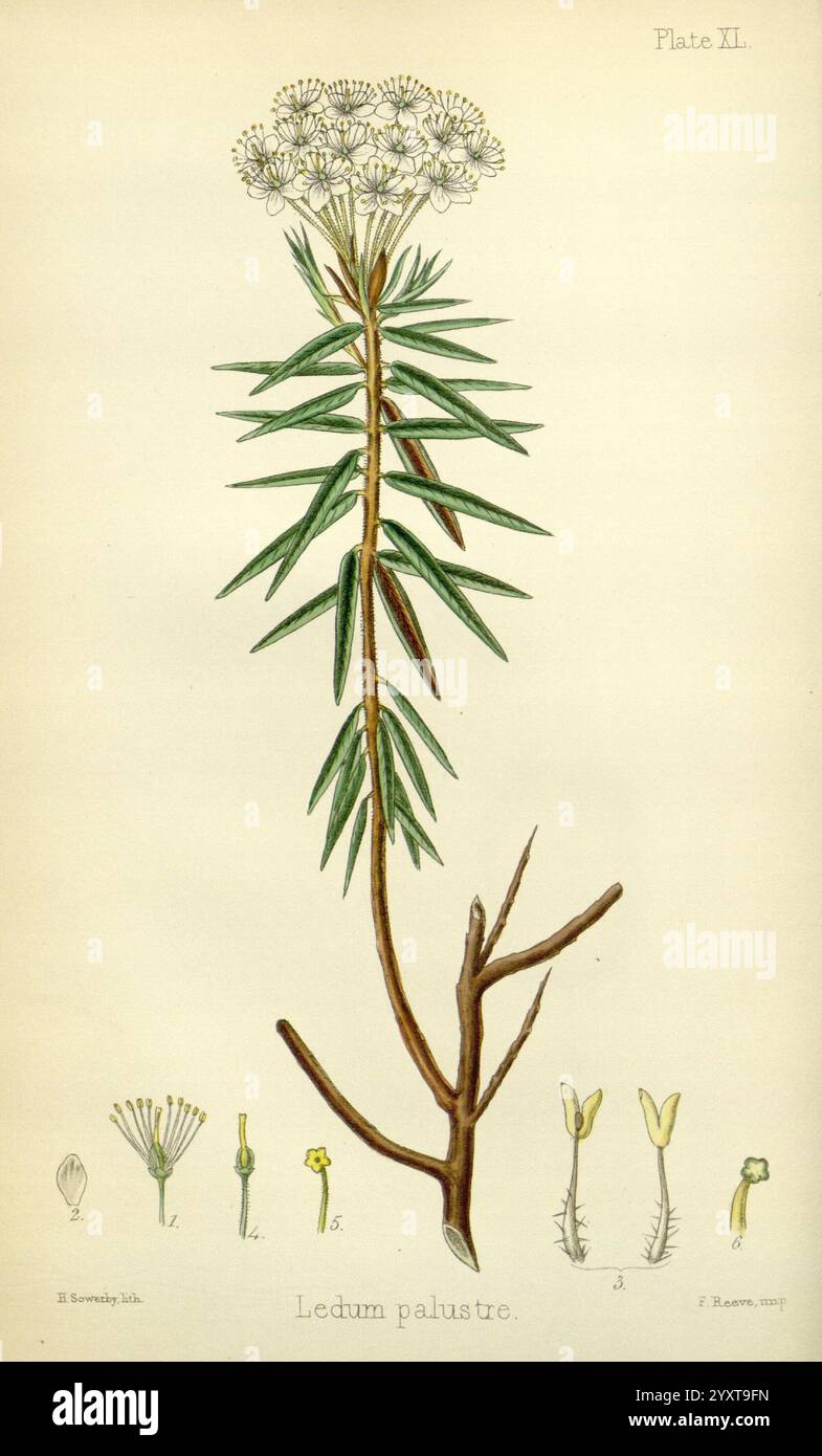 The flora homoeopathica, London, Leath & Ross, 1852-1853, botany ...