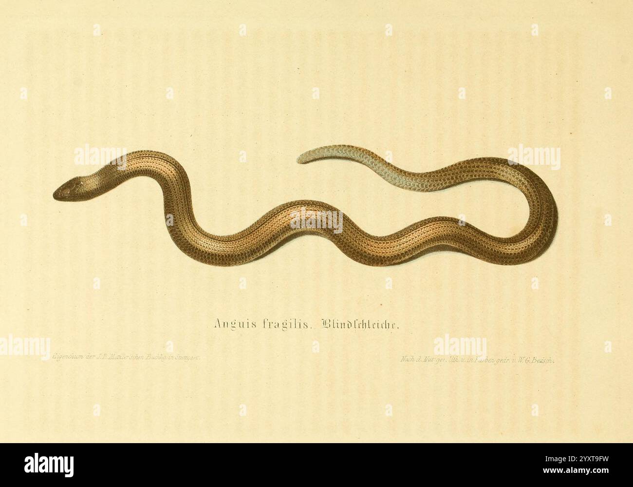 Animals streamlined shape hi-res stock photography and images - Alamy