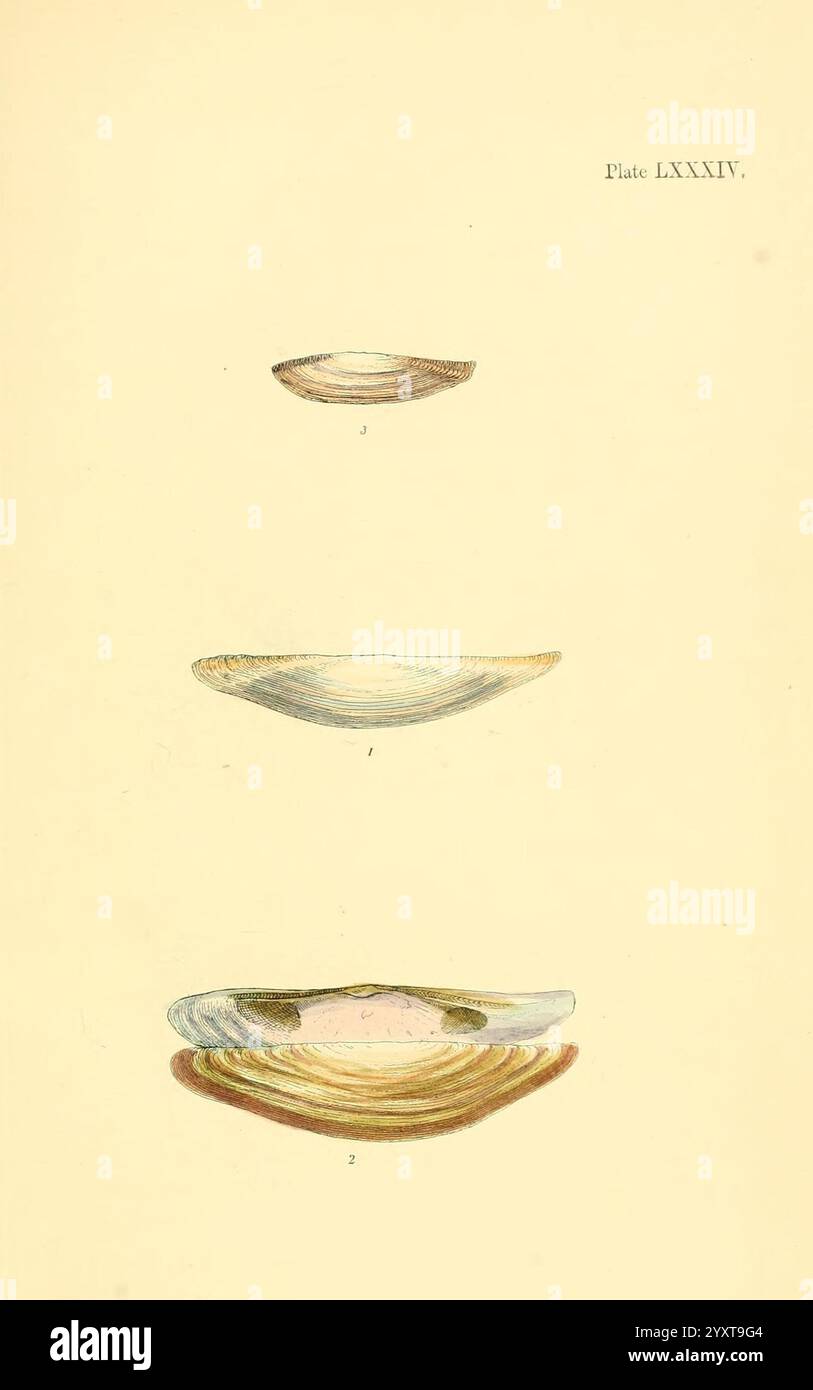 Conchologia Systematica, or Complete System of Conchology London ...