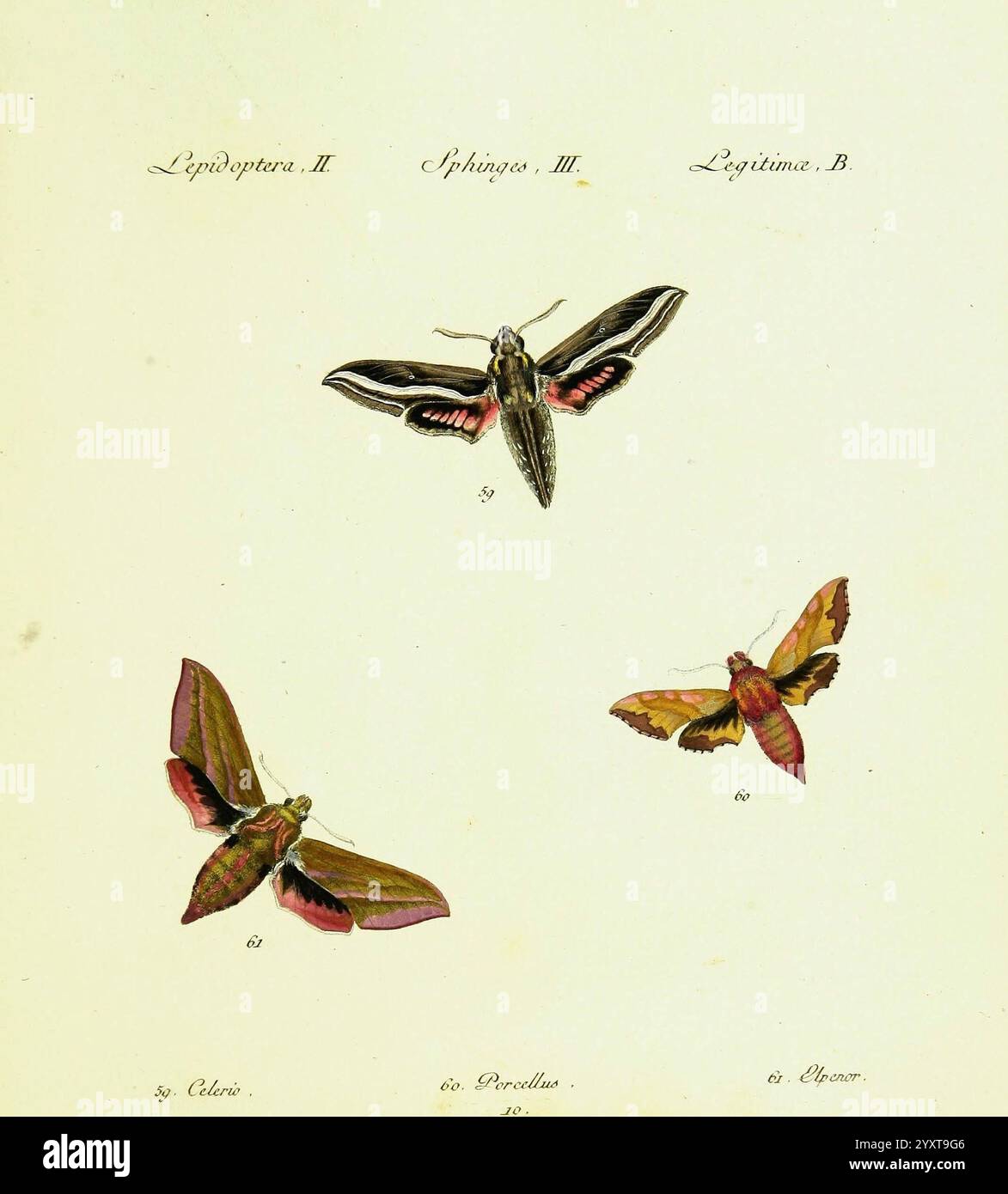 Hübner's, papilio. S.l, s.n, 1796-1841, lepidoptera., This illustration ...