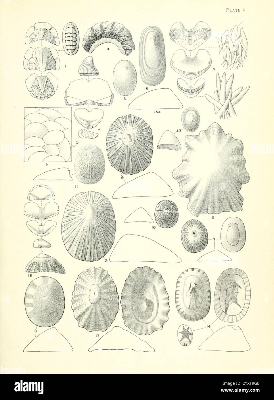 Trinomial acmaea parviconoidea nigrostella hi-res stock photography and ...
