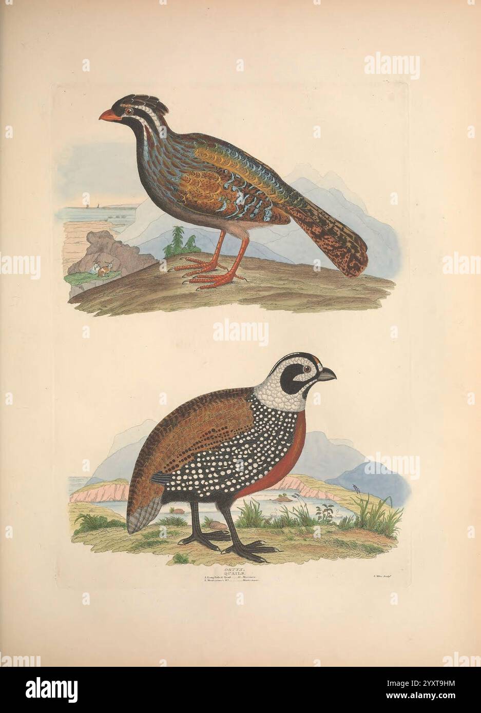 Upper bird showcases vibrant plumage hi-res stock photography and ...