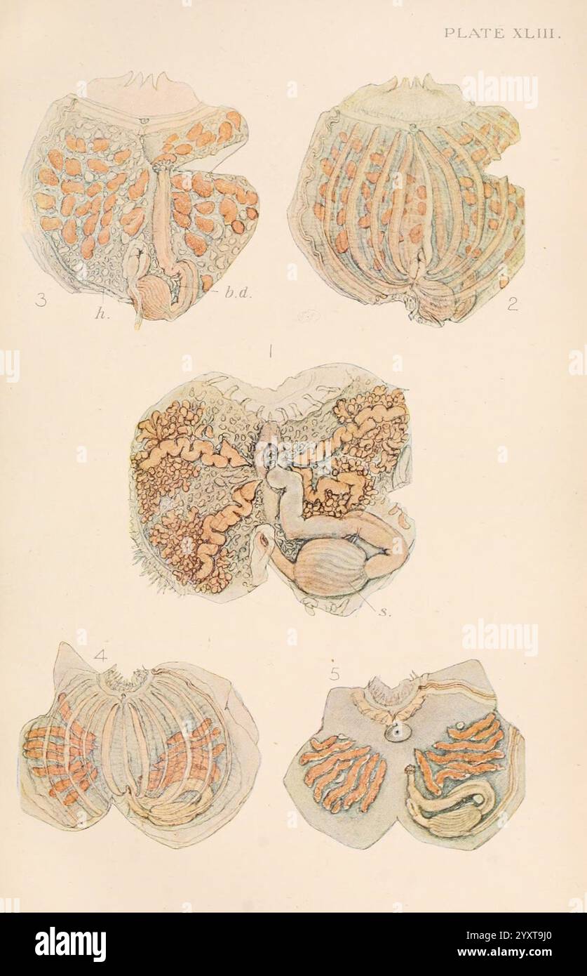 Variations in shell morphology hi-res stock photography and images - Alamy
