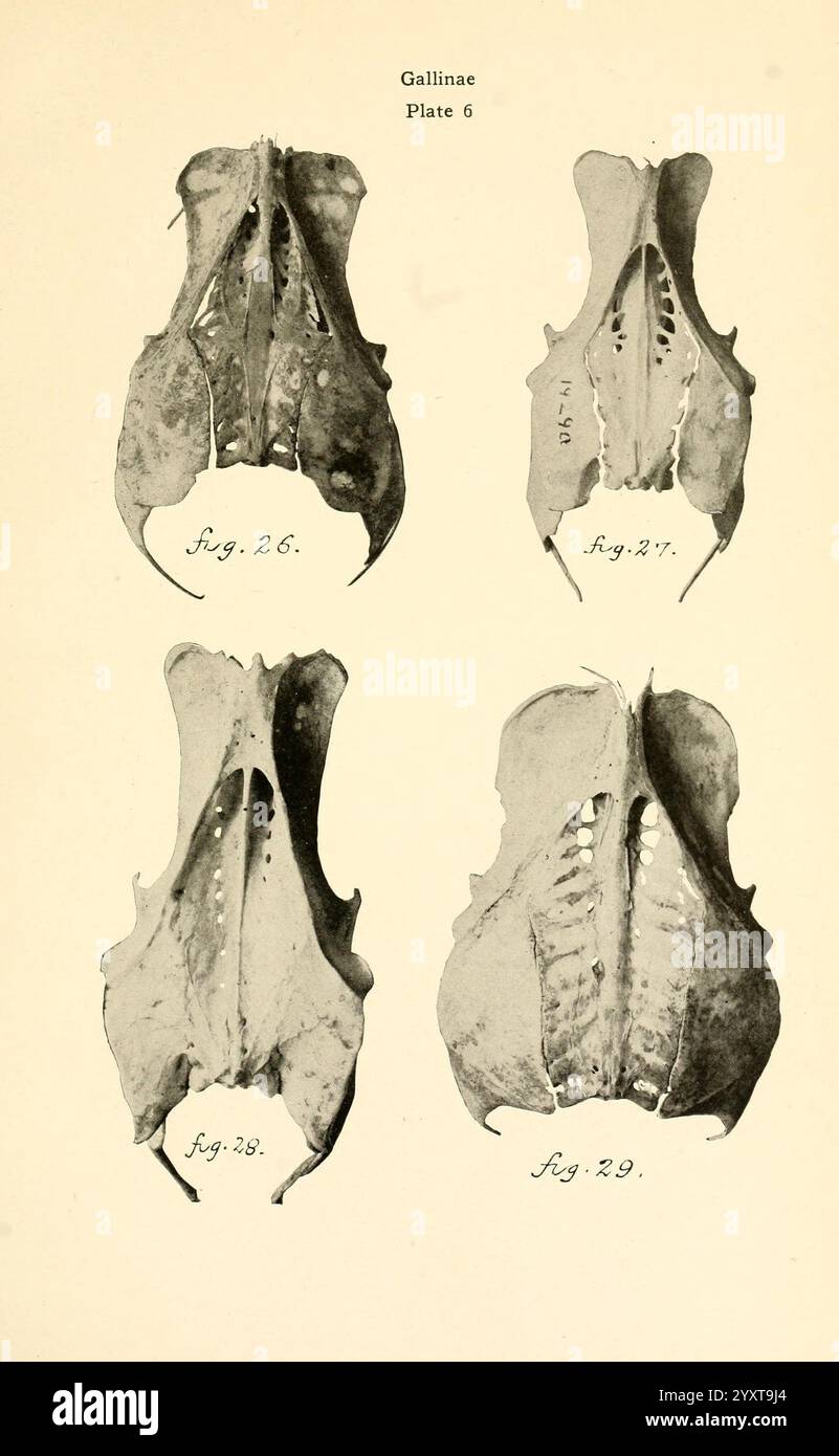 Understanding avian anatomy hi-res stock photography and images - Alamy