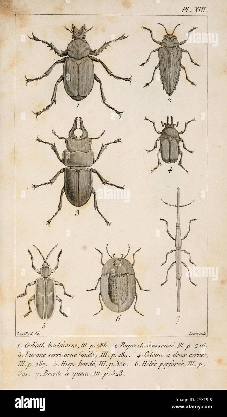 Top section features larger beetles hi-res stock photography and images ...