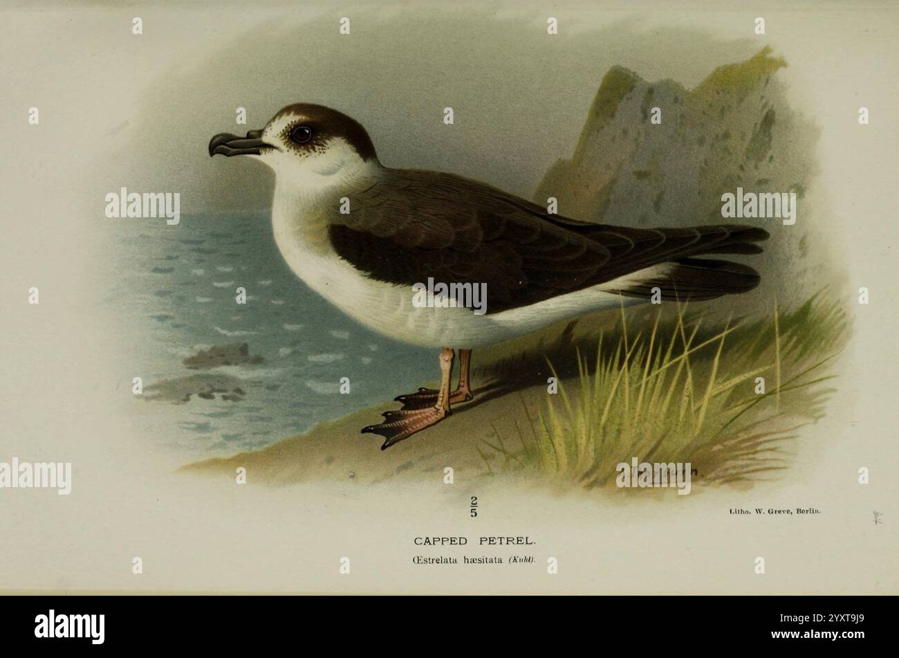 Petrels elegance hi-res stock photography and images - Alamy