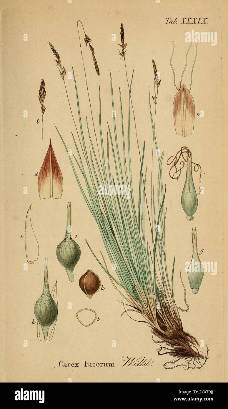 Labeled depictions of various flower forms hi-res stock photography and ...