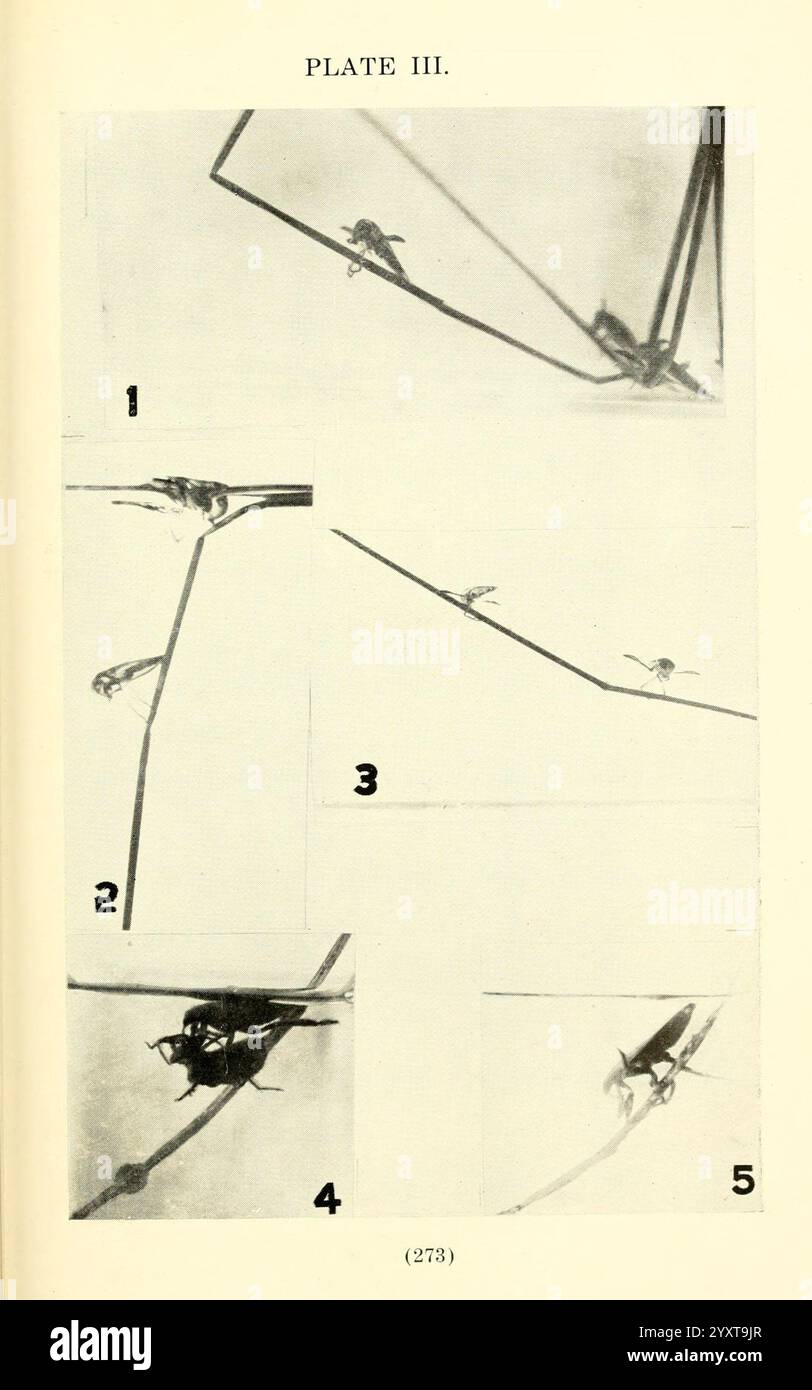 The biology and ecology of aquatic and semi-aquatic Hemiptera, Lawrence ...