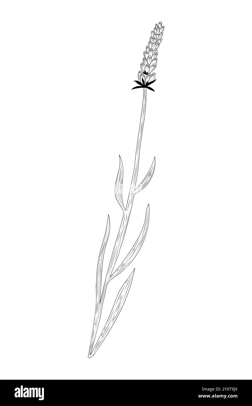 Hand-drawn lavender flower outline vector illustration, botanical ...