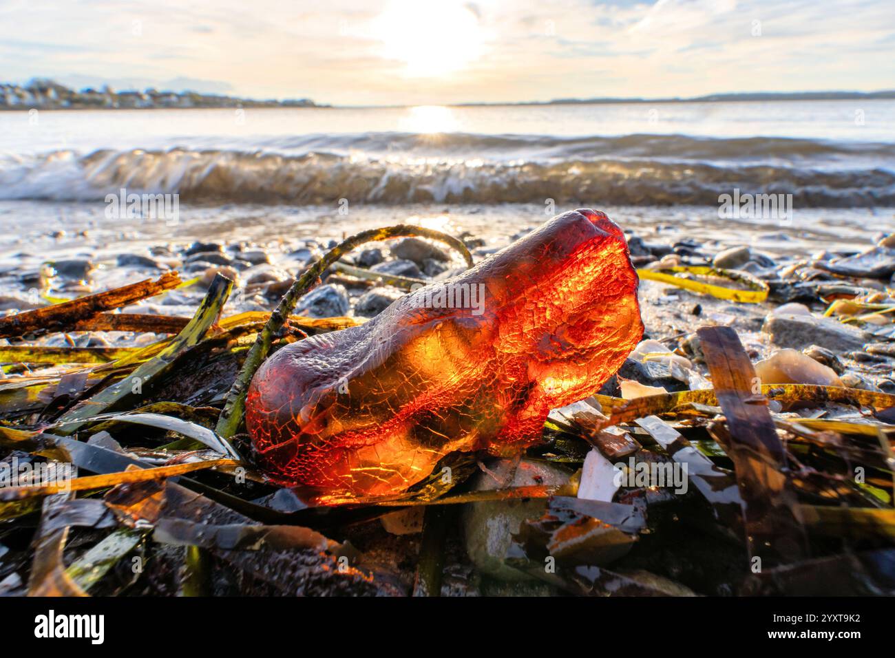 amber on the beach at sunset Stock Photo - Alamy