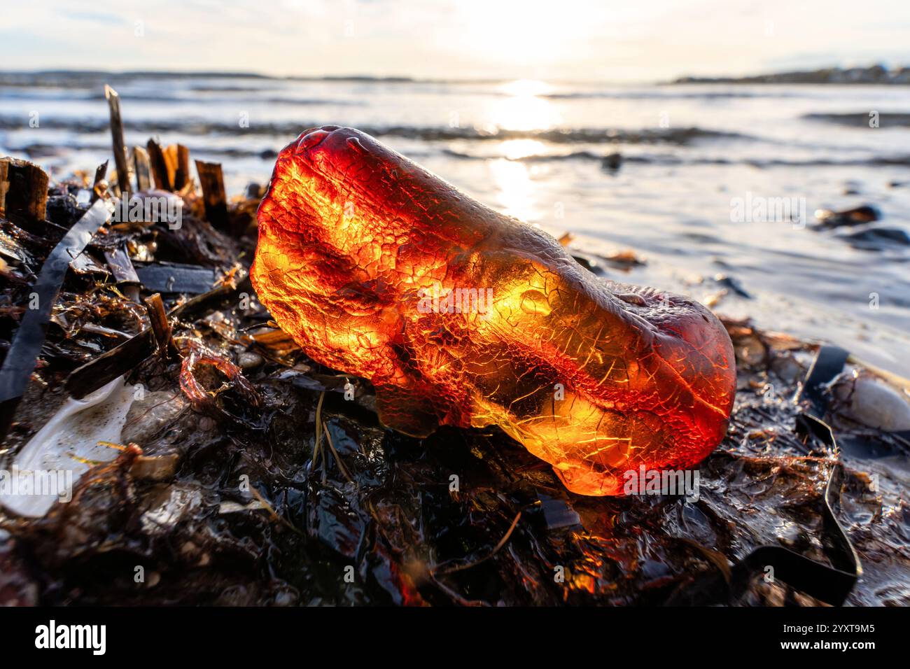amber on the beach at sunset Stock Photo - Alamy