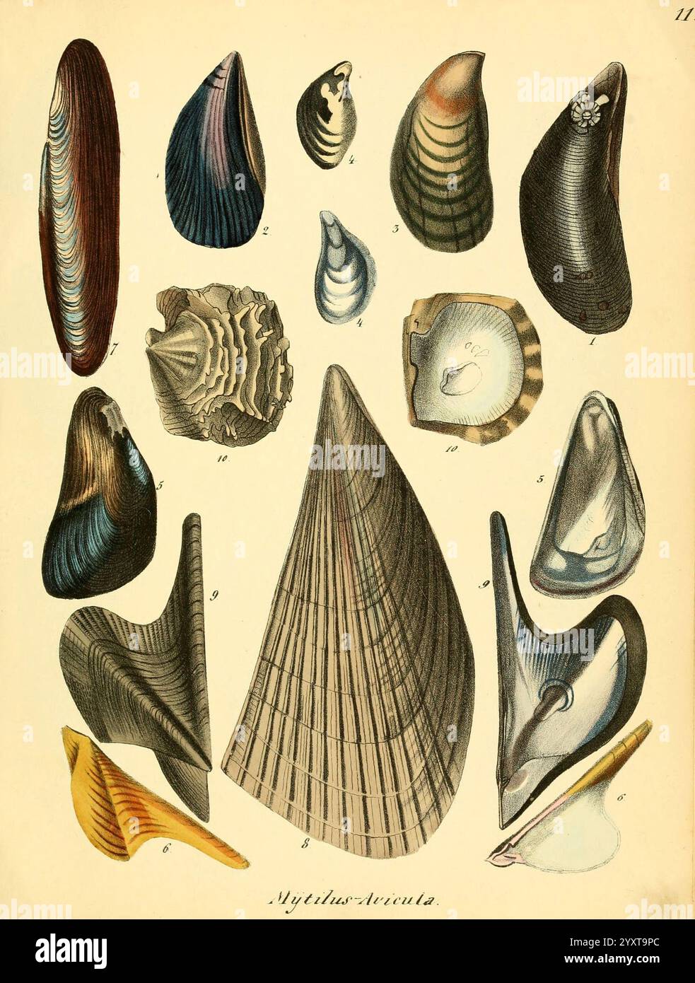 Robust examples hi-res stock photography and images - Alamy