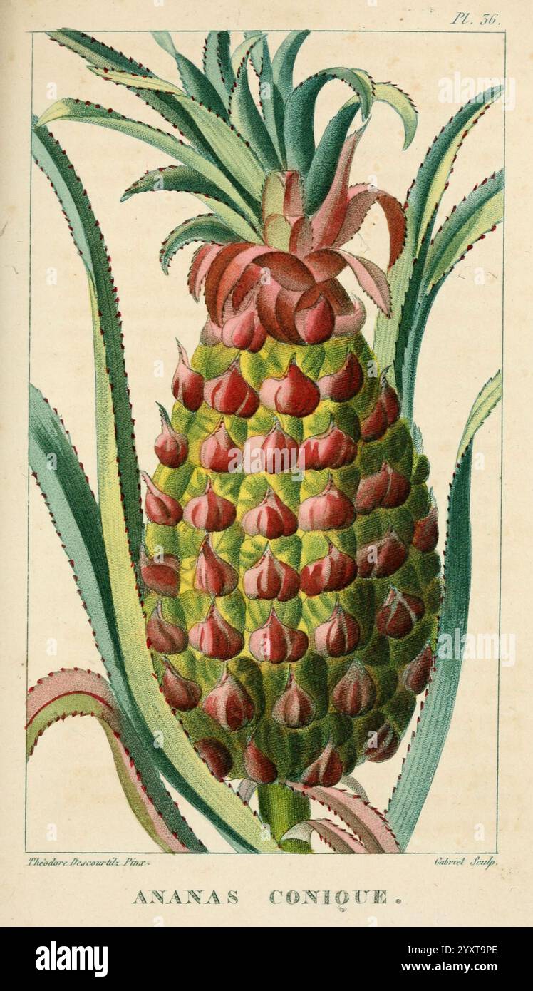 Ananas conique hi-res stock photography and images - Alamy